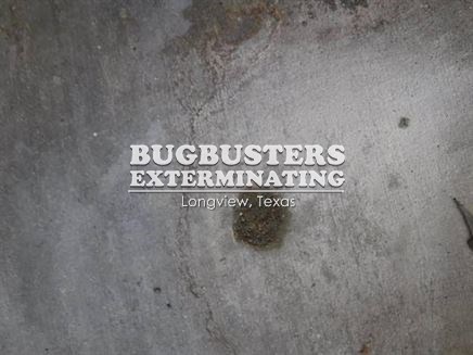 Bugbusters in Action | Bugbusters Exterminating