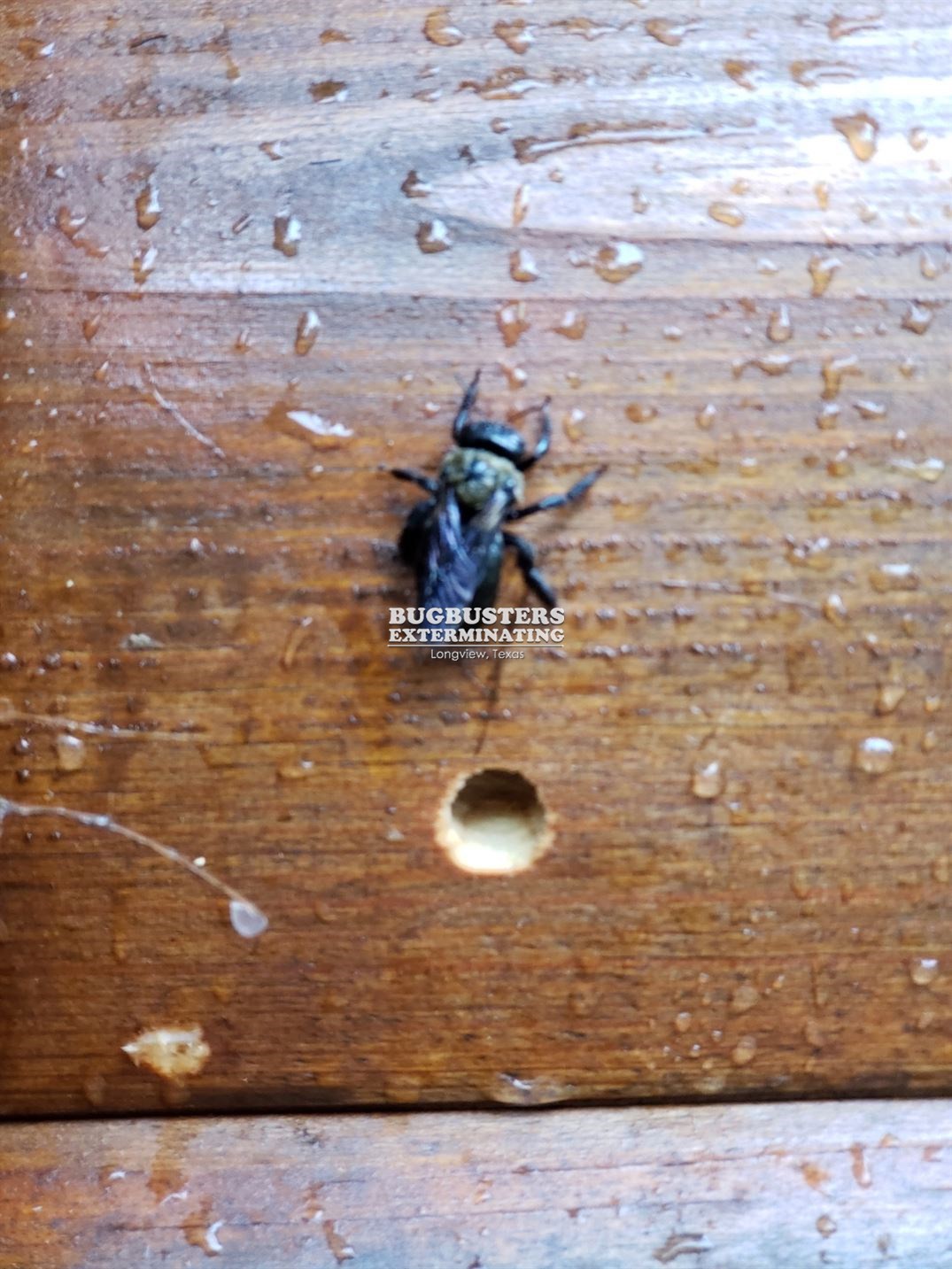 Bugbusters in Action | Bugbusters Exterminating