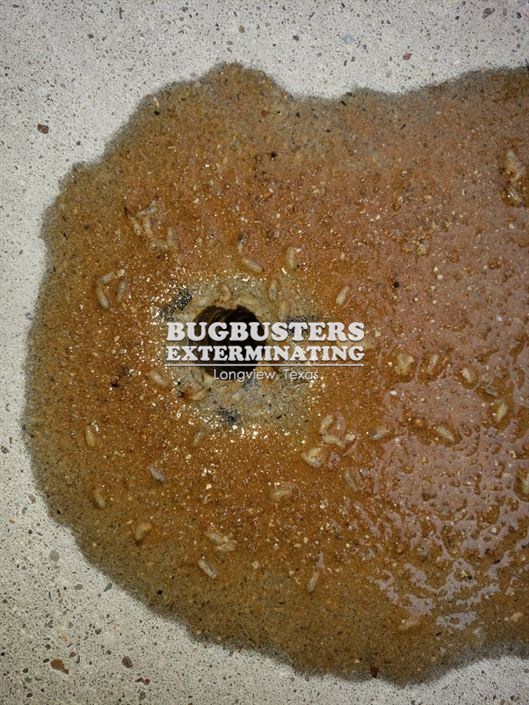 Bugbusters in Action | Bugbusters Exterminating